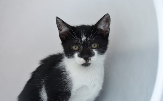 Panda | Mačja hiša