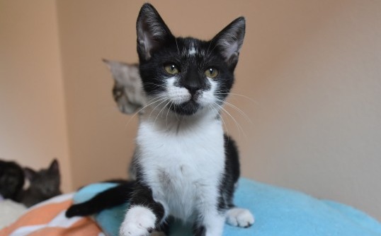 Panda | Mačja hiša