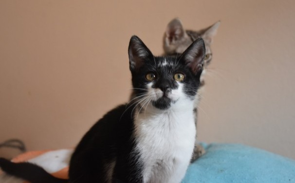 Panda | Mačja hiša